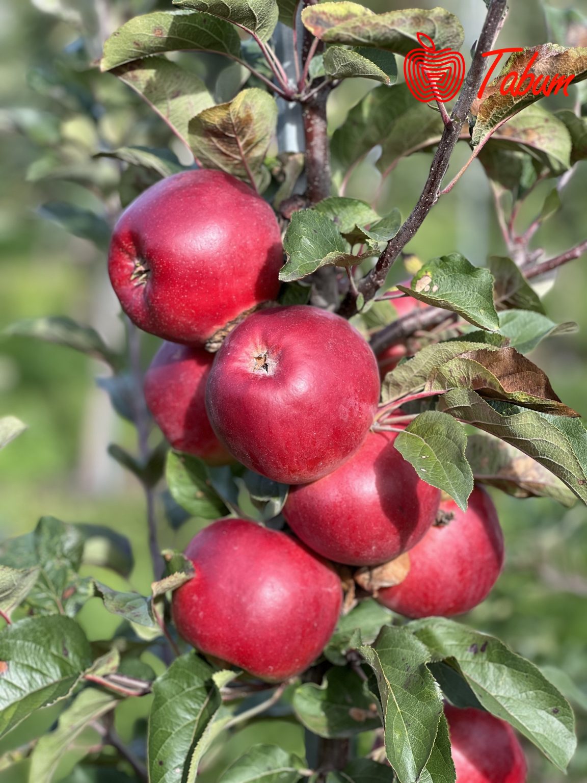 Tabum - odmiana jabłoni AJAPPLE - tabum.pl