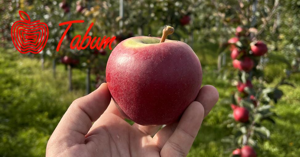 Tabum - odmiana jabłoni AJAPPLE - tabum.pl